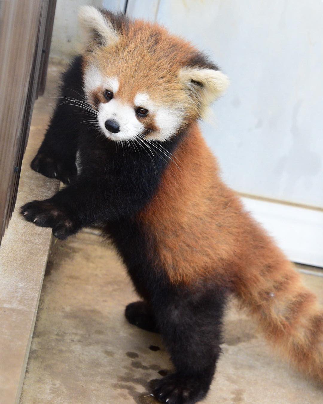 Lol Panda
