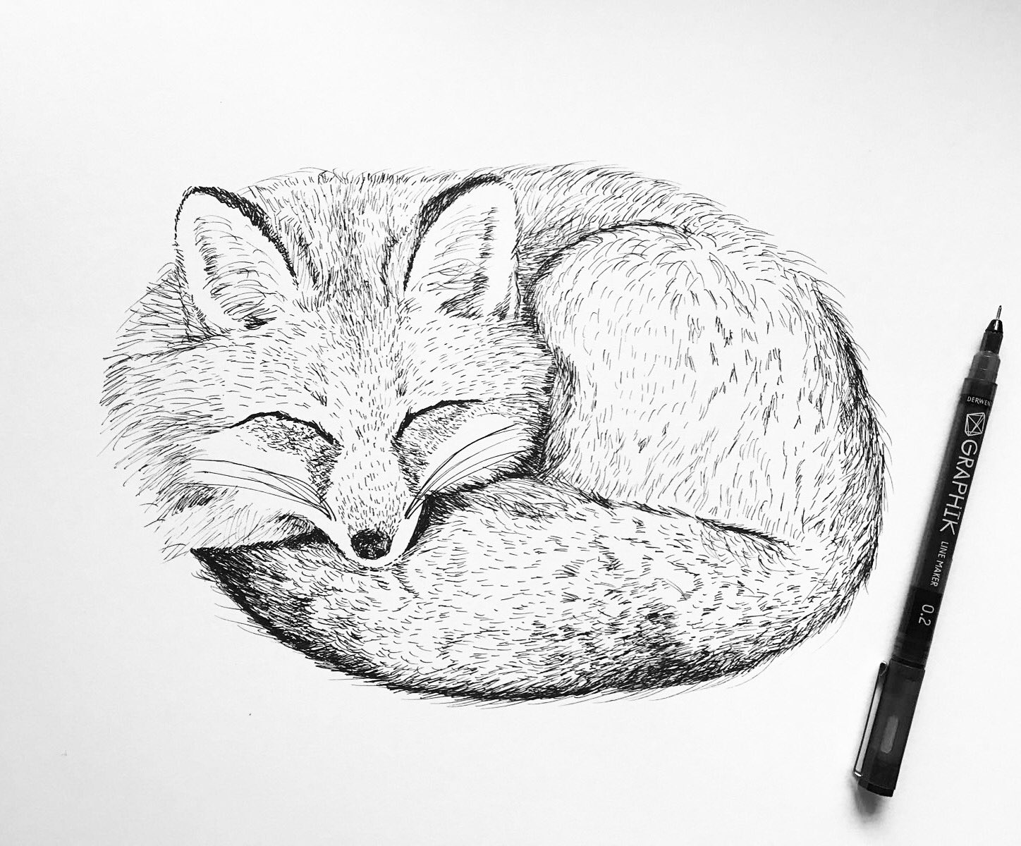Sleeping Fox Sketch