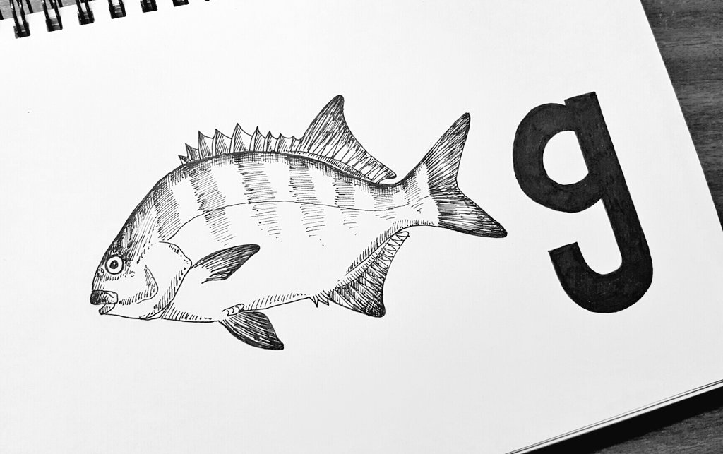 South African National Fish Galjoen