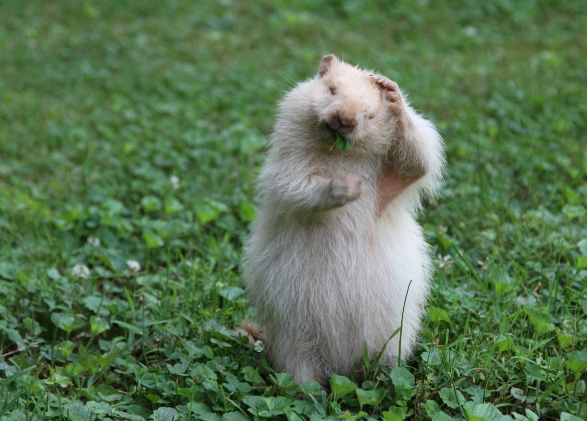 Ricky mayhew says this is the only white groundhog he's ever seen! he ...