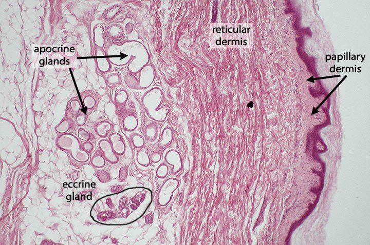 Eccrine Vs Apocrine Sweat Glands Histology