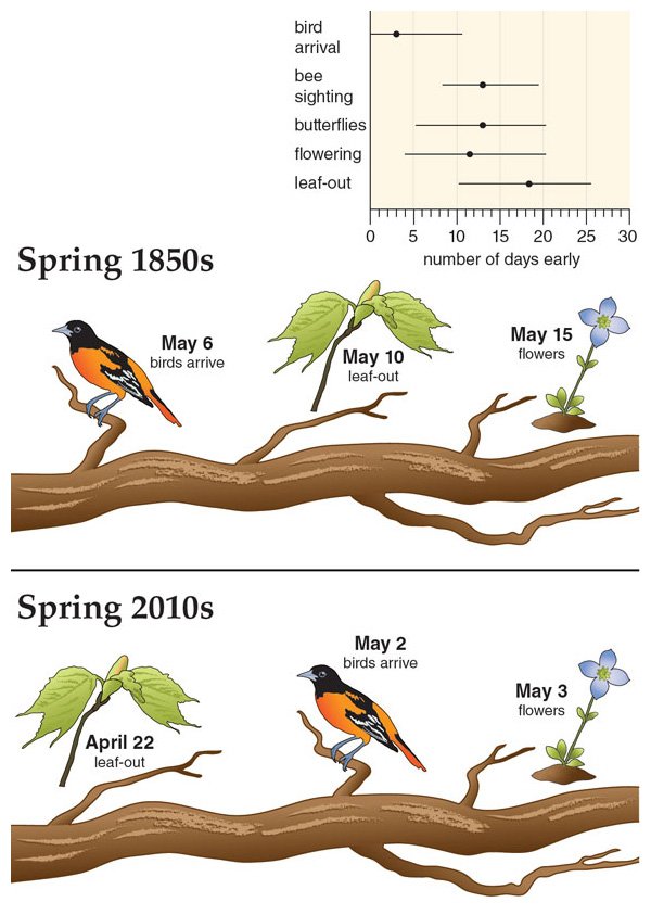 Spring Budburst in a Changing Climate | American Scientist | Hirvikota