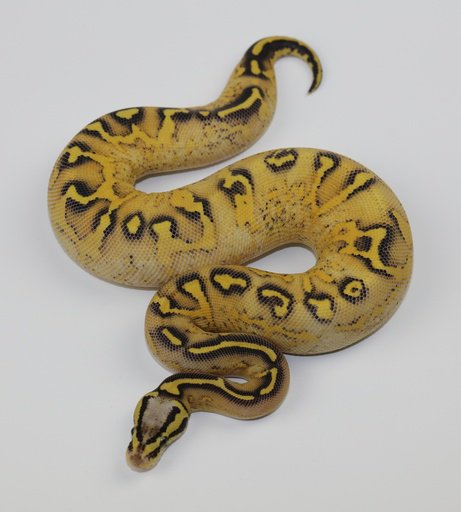 Sterling Pastel Ball Python