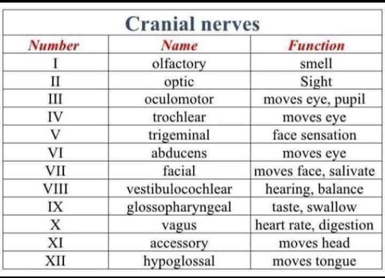 Cranial Nerves And Functions Chart