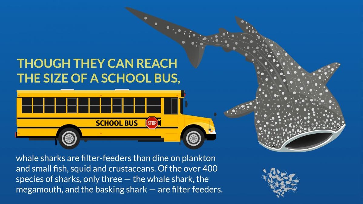 Blue Whale Size Comparison To School Bus
