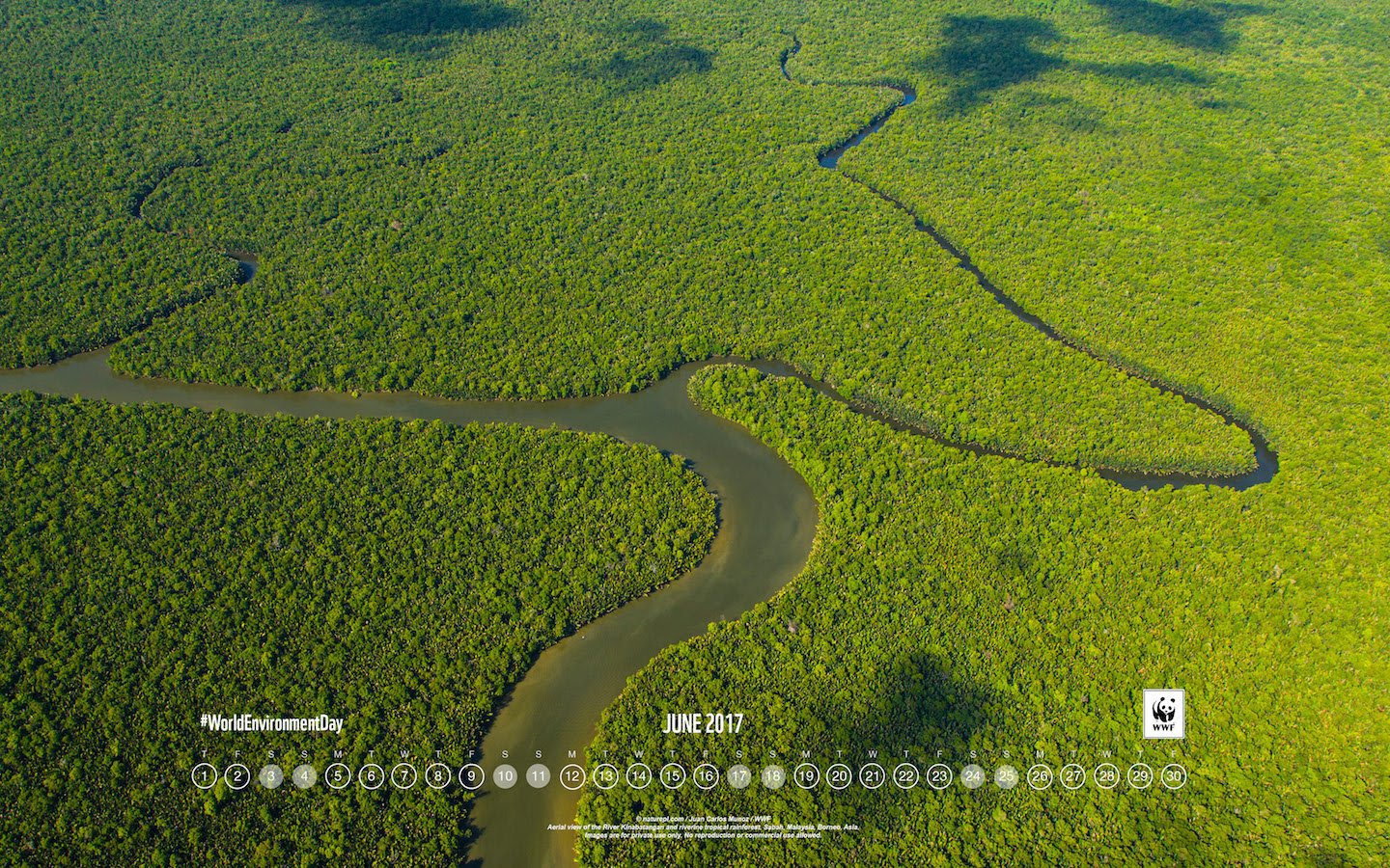 Wwf Wallpaper