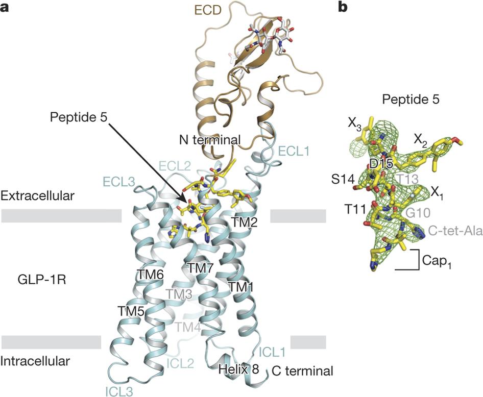 The crystal structure of the full-length Glucagon-like peptide 1 ...