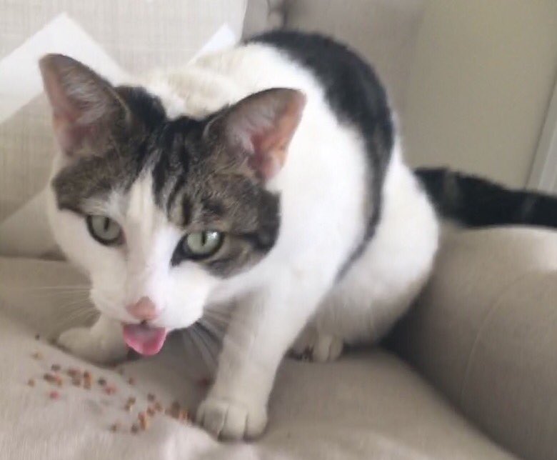 What Breed Is Ldshadowladys Dog