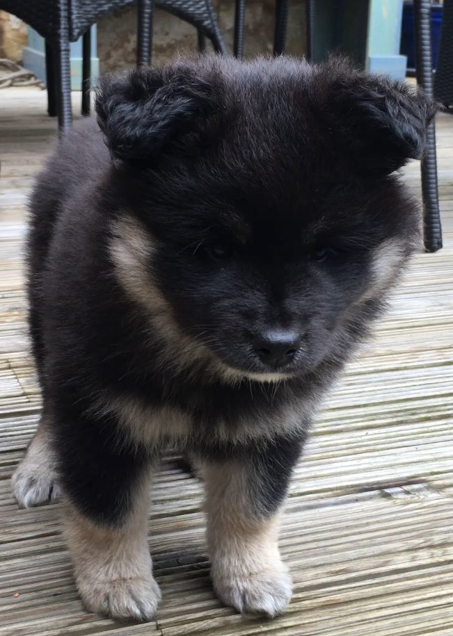 What Breed Is Ldshadowladys Dog