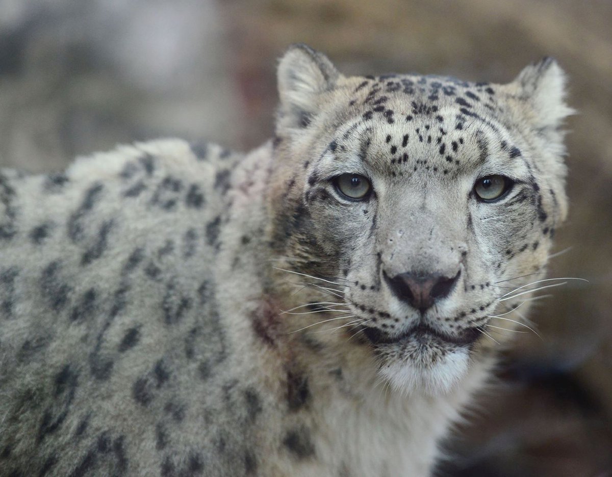 Snow Leopards With Green Eyes