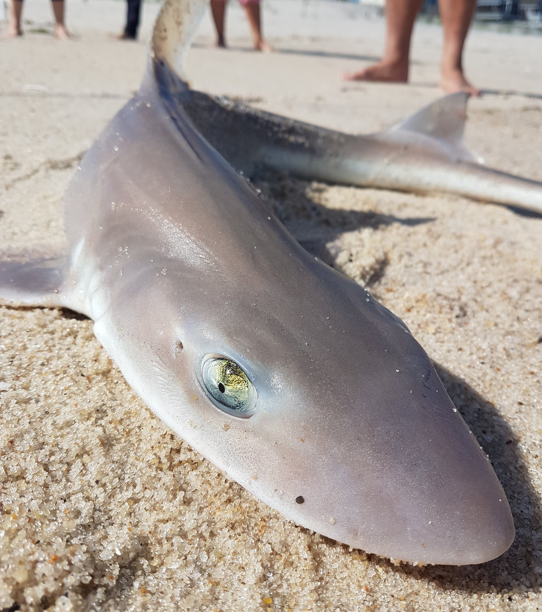 Is A Dogfish A Sand Shark