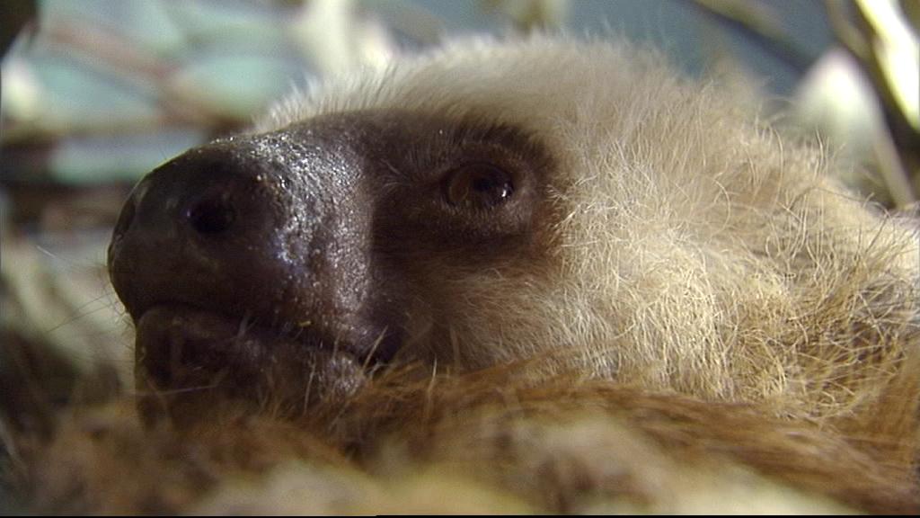 . has said goodbye to possibly the world's oldest sloth with the death ...
