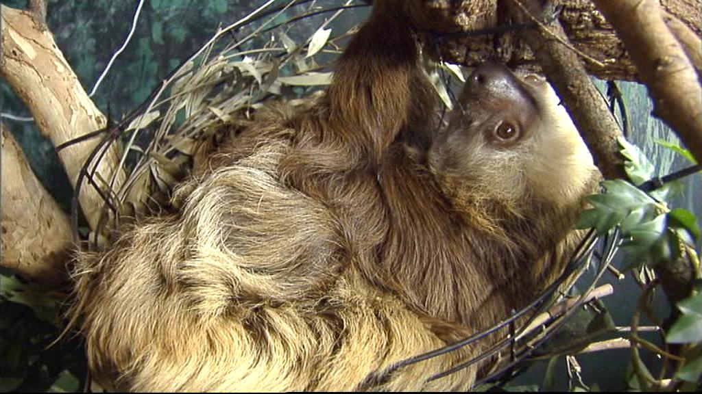 . has said goodbye to possibly the world's oldest sloth with the death ...