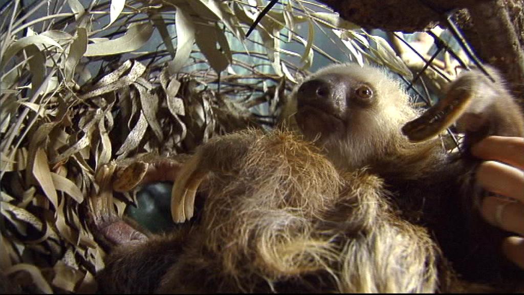 . has said goodbye to possibly the world's oldest sloth with the death ...
