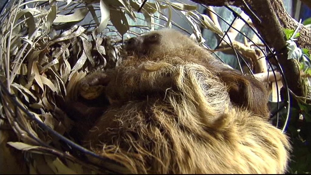 . has said goodbye to possibly the world's oldest sloth with the death ...