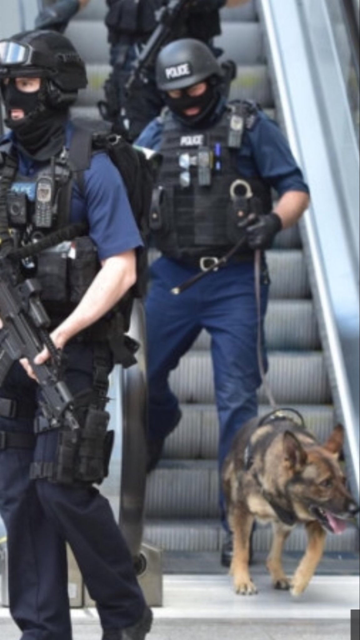 WY Police Dogs On X: Another Borrowed But Dog Units Are Out, 53% OFF