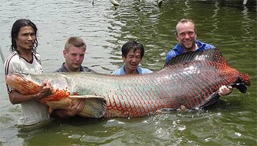 Giant Amazon River Fish