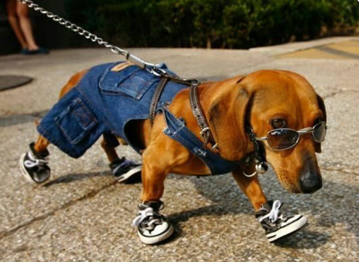Mucho flow el del perro salchicha para salir a caminar en la # ...