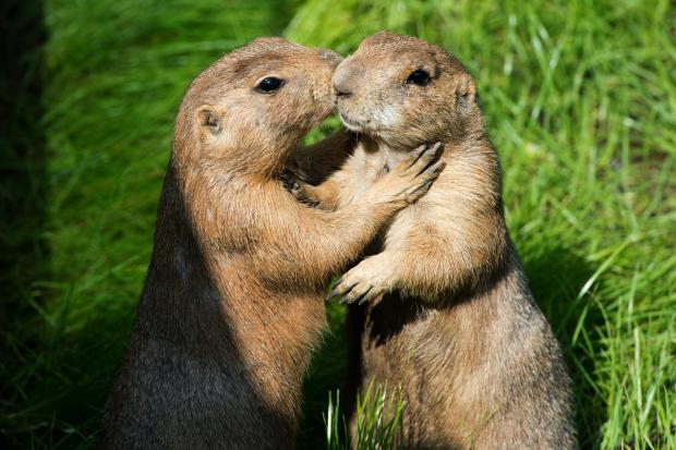 Prairie Dogs Hugging