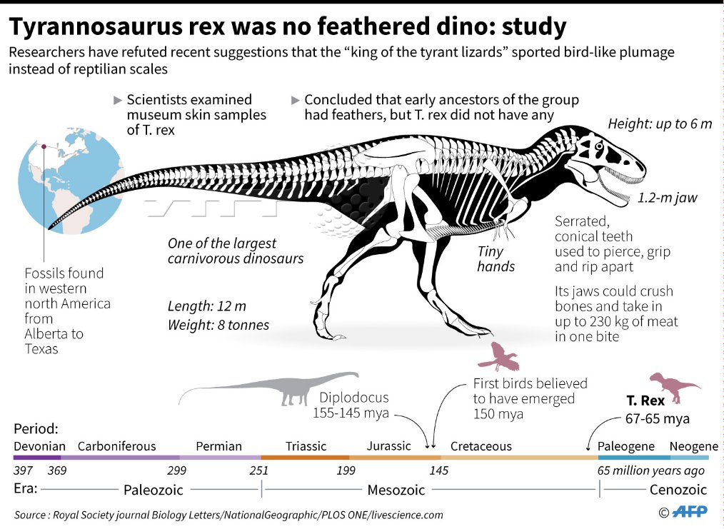 Afp graphic on the tyrannosaurus rex, which had scales and not feathers ...