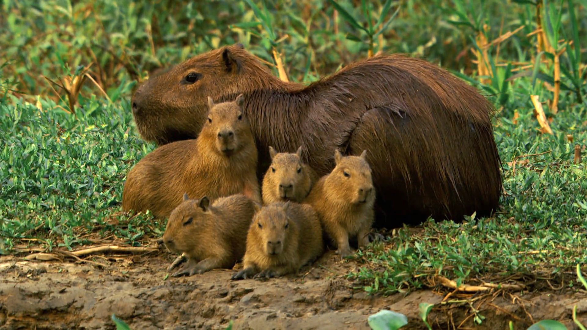 Amazon Capybara