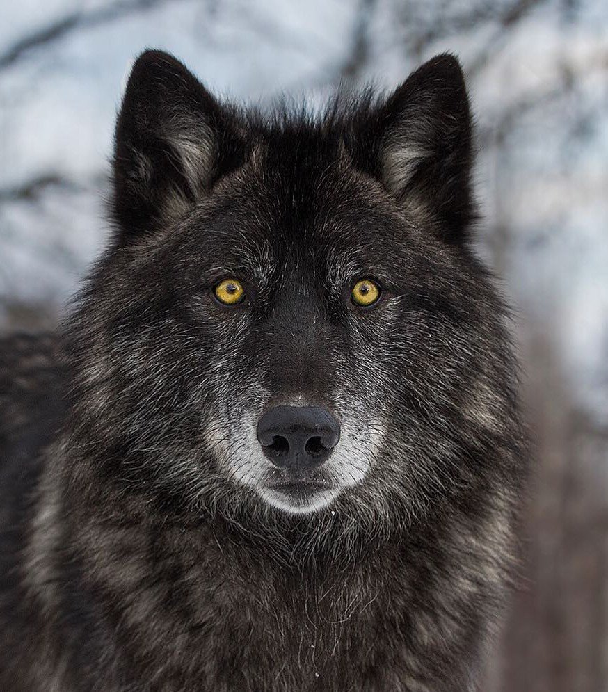 Canadian Wolf