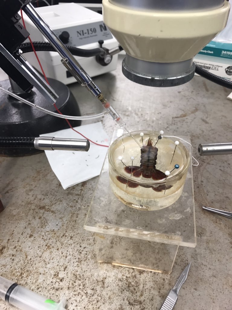 ADInstruments (@ADInstruments) | Twitter