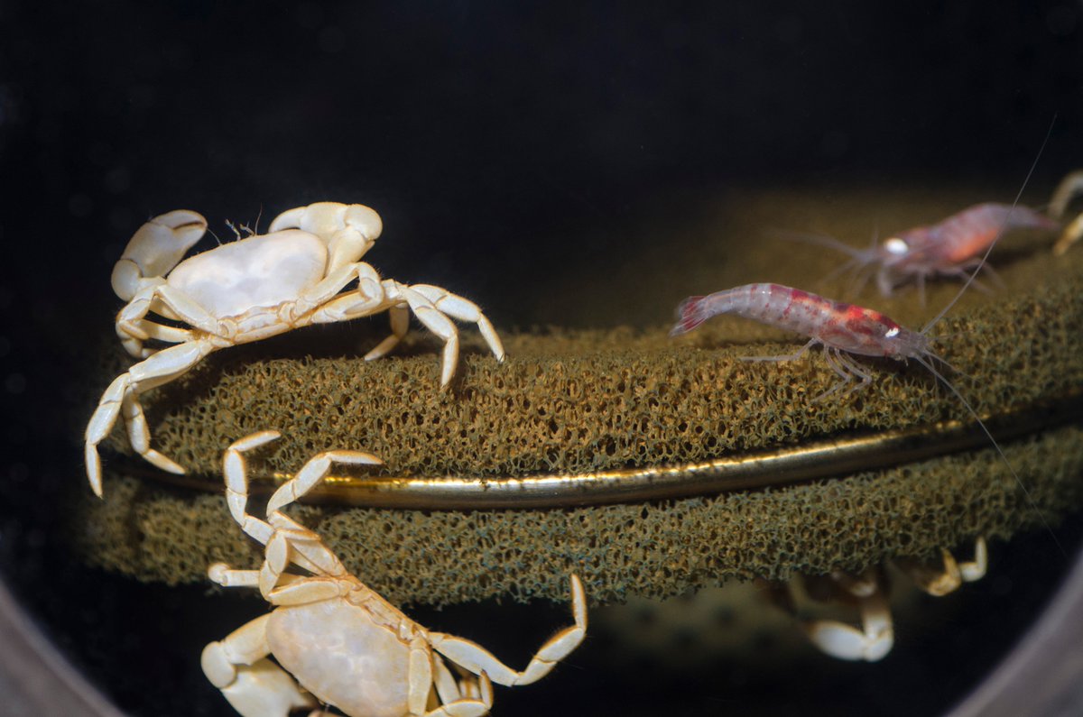 TIL about the Abyss Box, the only "aquarium" in the world that houses ...