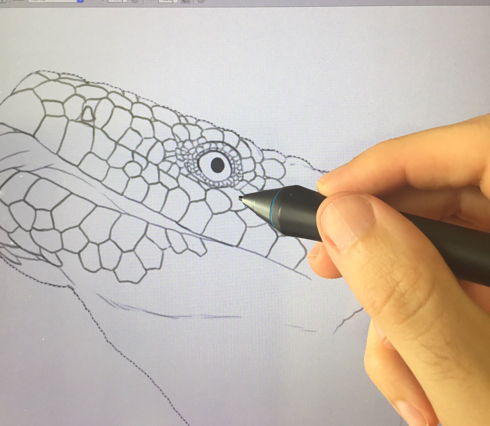 Gila Monster Drawing