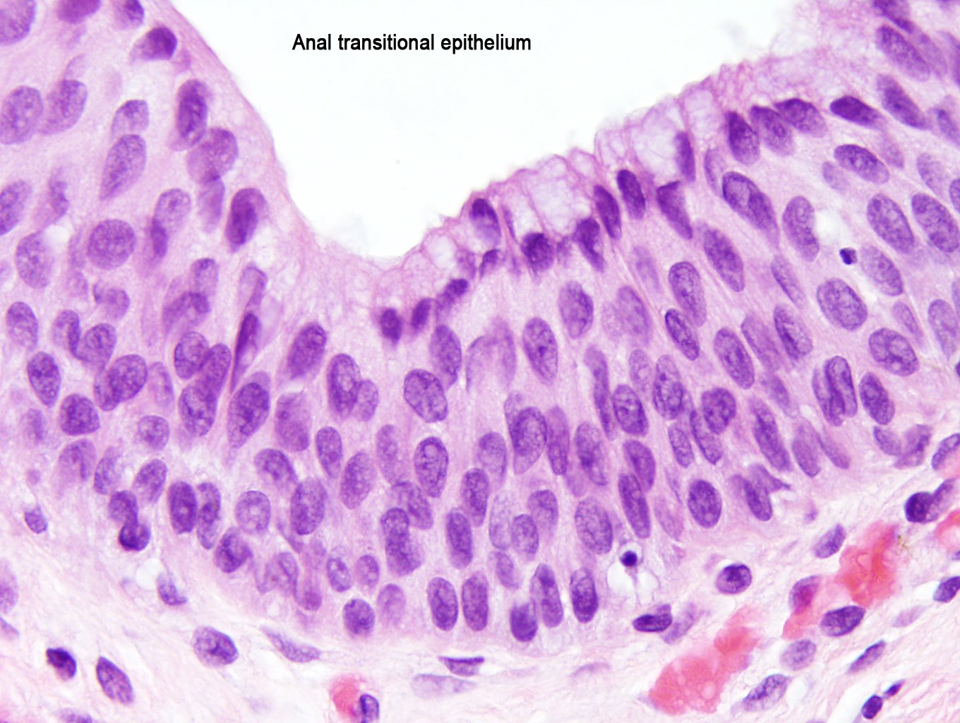 Transitional Epithelium Slide