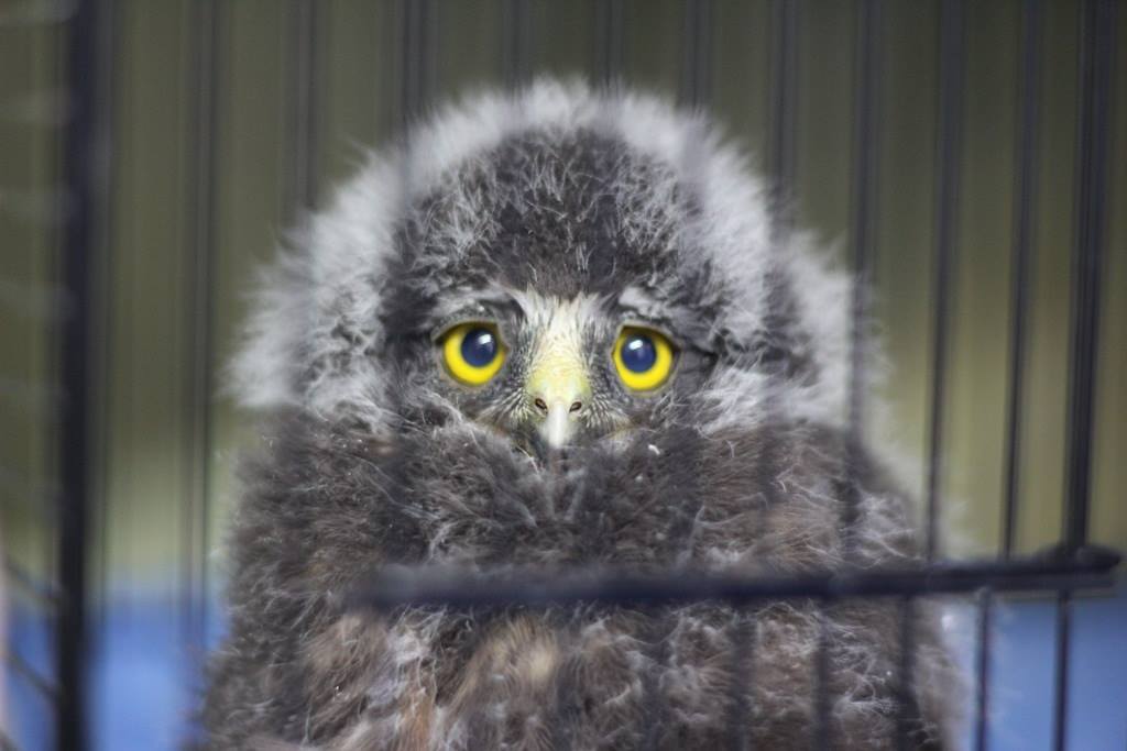 Squawk Squad (@SquawkSquadNZ) | Twitter