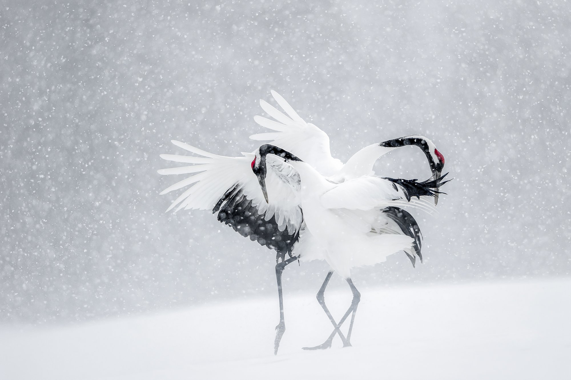 Red Crowned Crane Dance