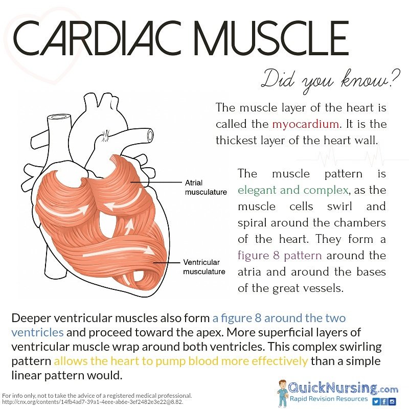 Heart Muscle Layers
