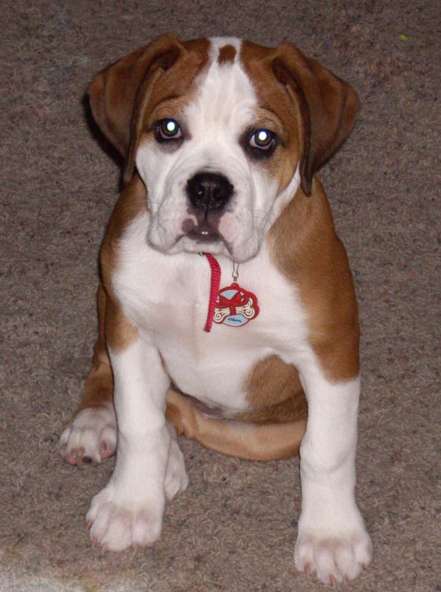 Blake Howard (bulakke) - Tweets on iEmoji.com