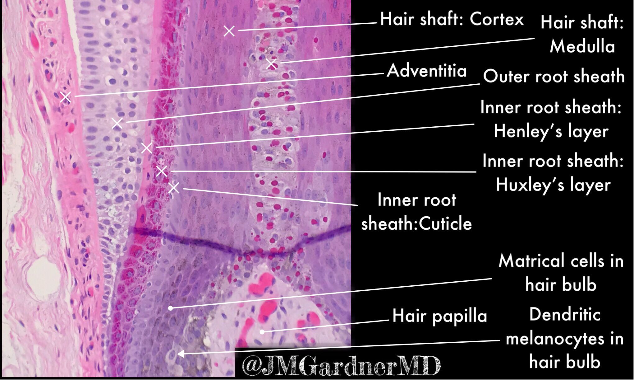 Dermal Papilla Histology