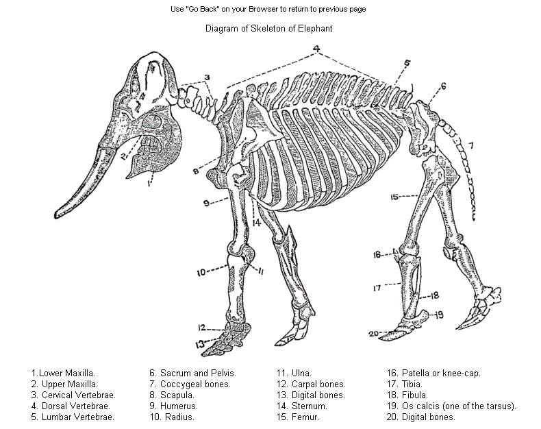 Elephant Skeleton Diagram