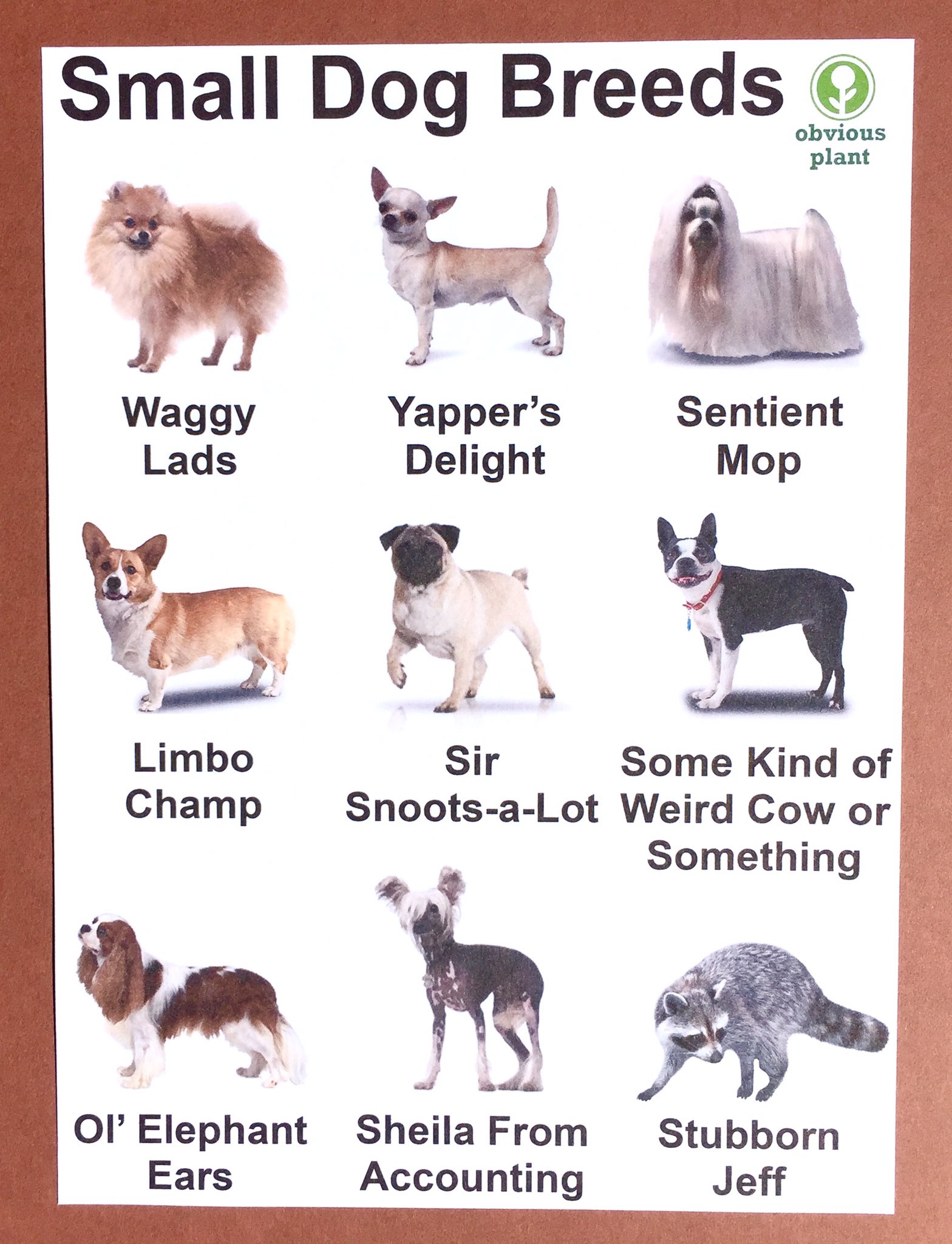 Small Dog Breeds Chart