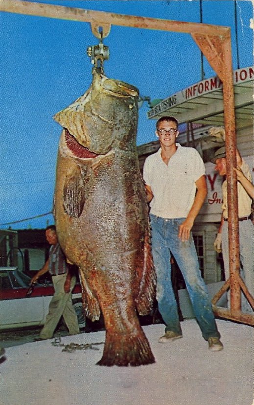 Giant Goliath Grouper Jewfish