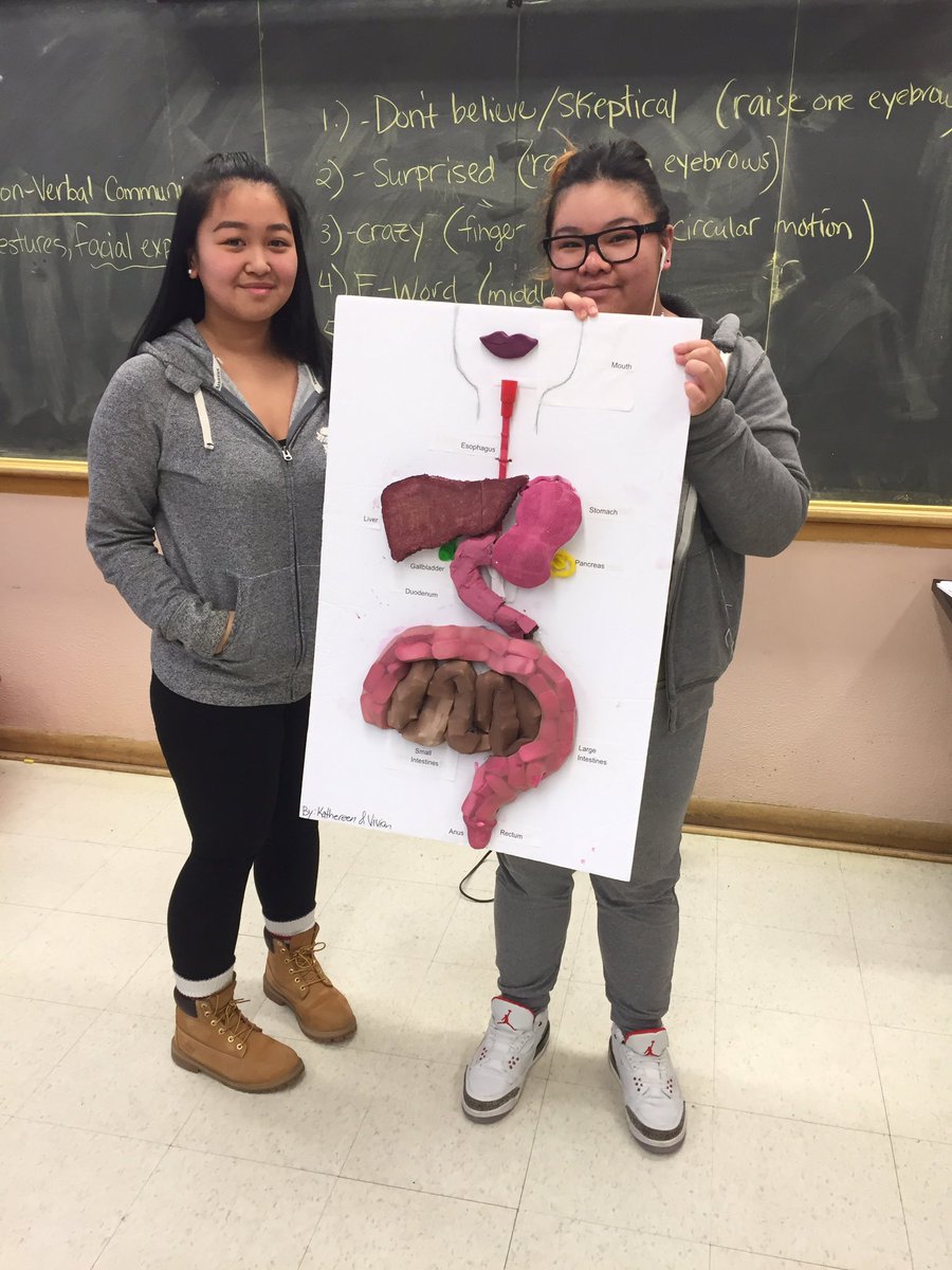 How To Make A Digestive System Model Using Recycled Materials