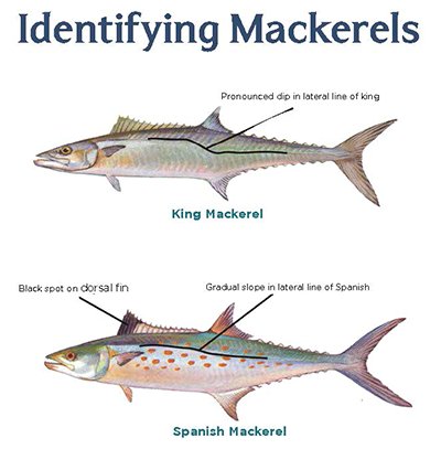 King Mackerel Lateral Line