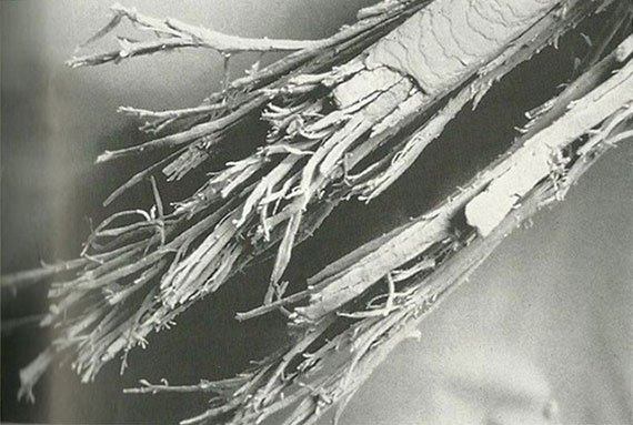 Split Ends Microscope