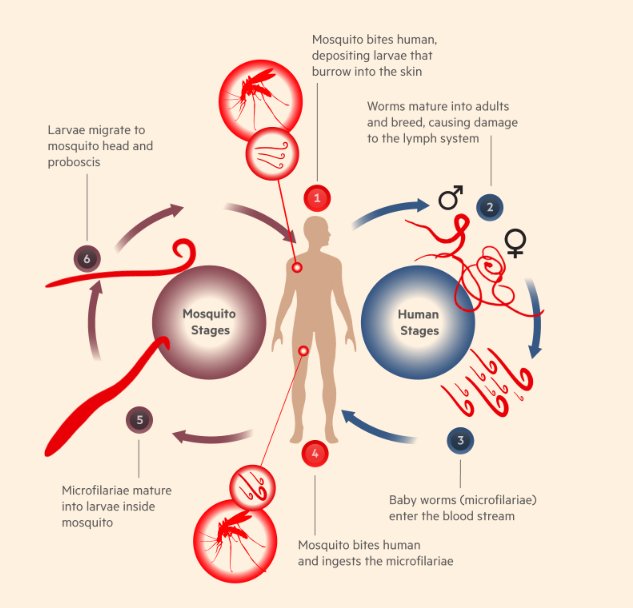 Elephantiasis Diagram