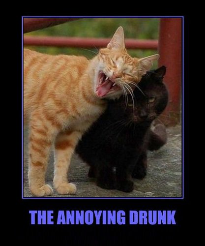 Funny Drunk Cat Memes