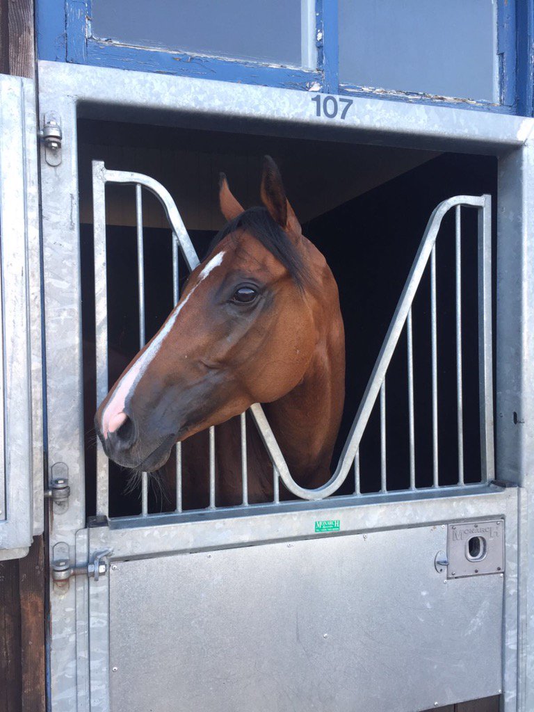 Finley Marsh | PigeonSwoop4