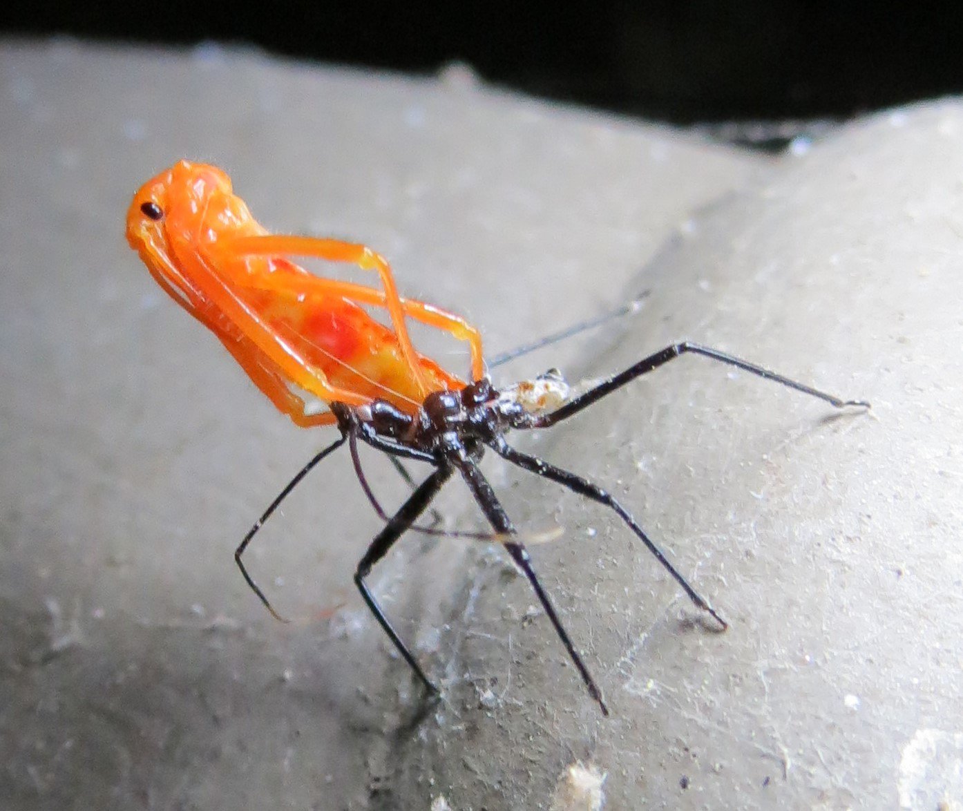 Milkweed Assassin Bug Nymph