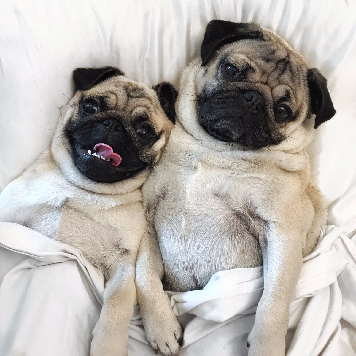 Do All Pugs Snore