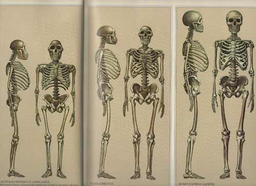 Homo Erectus Skeleton Structure