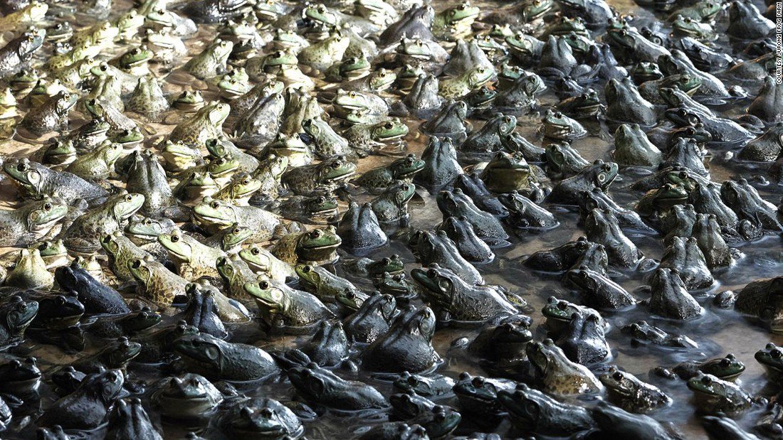 Plague Of Frogs