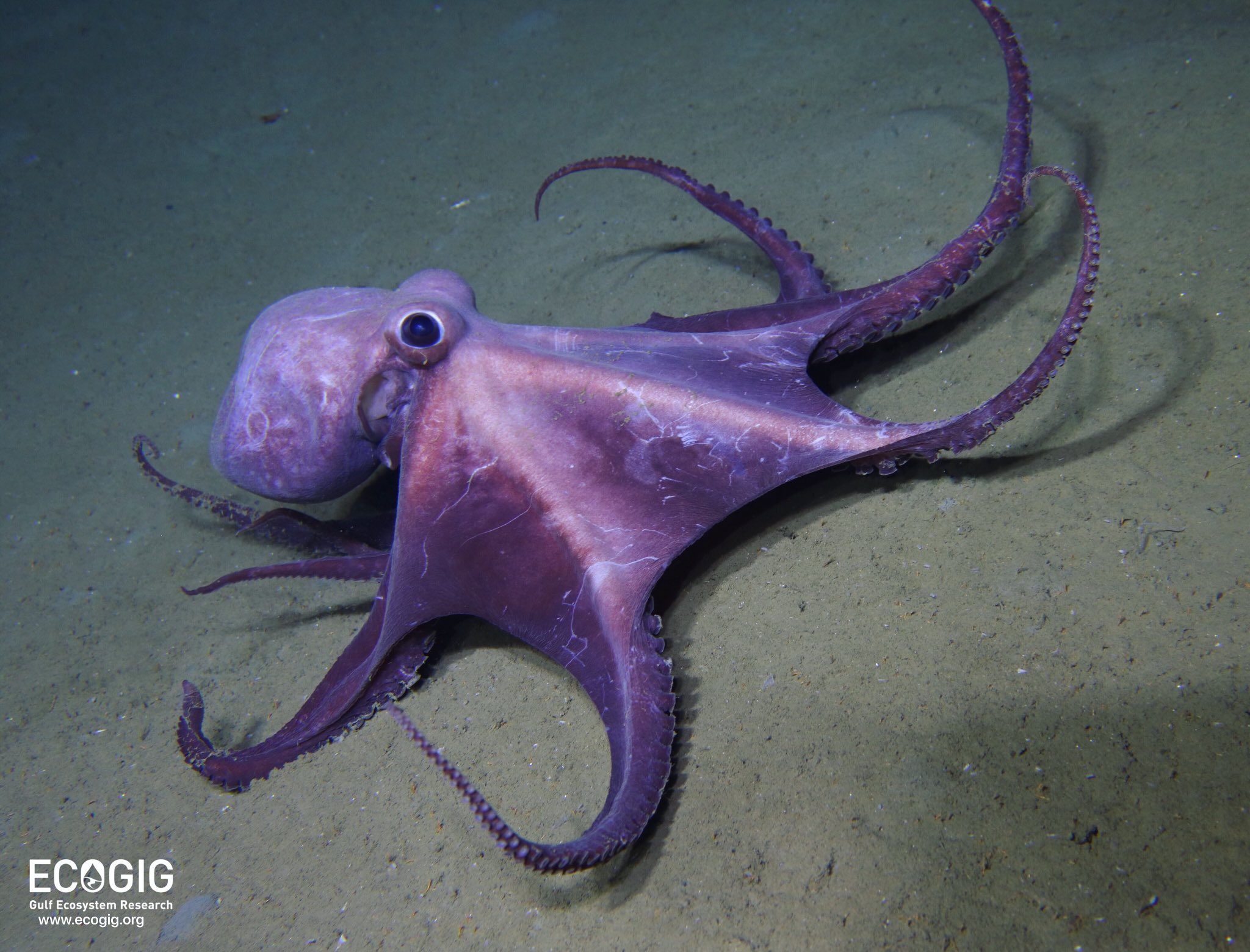 Deep Ocean Octopus