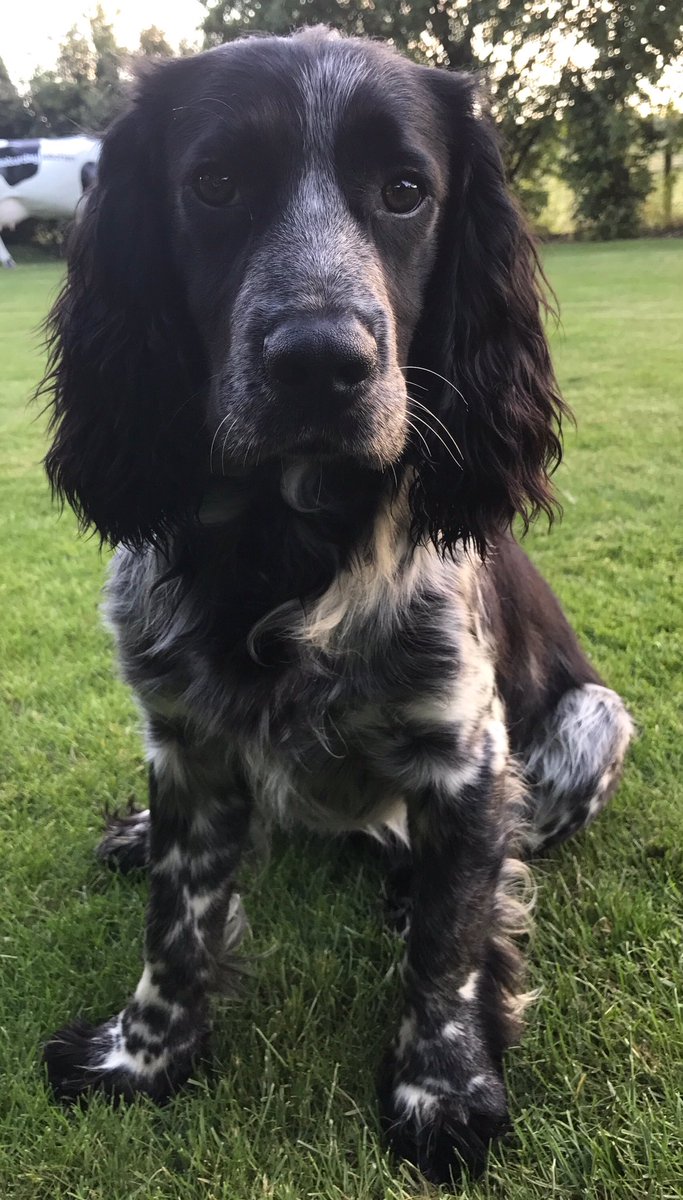 What Kind Is James Martins Dog